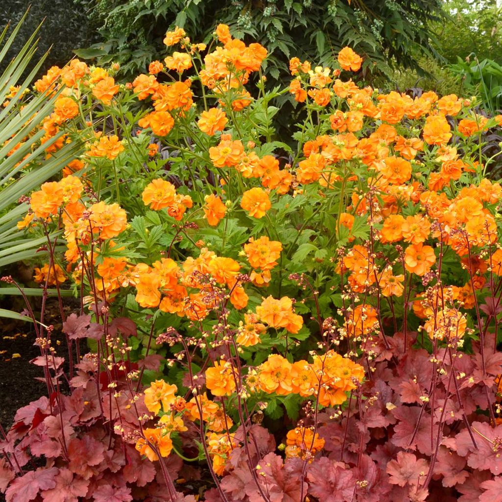 Geum ‘Fire Storm’ | TERRA NOVA® Nurseries, Inc.