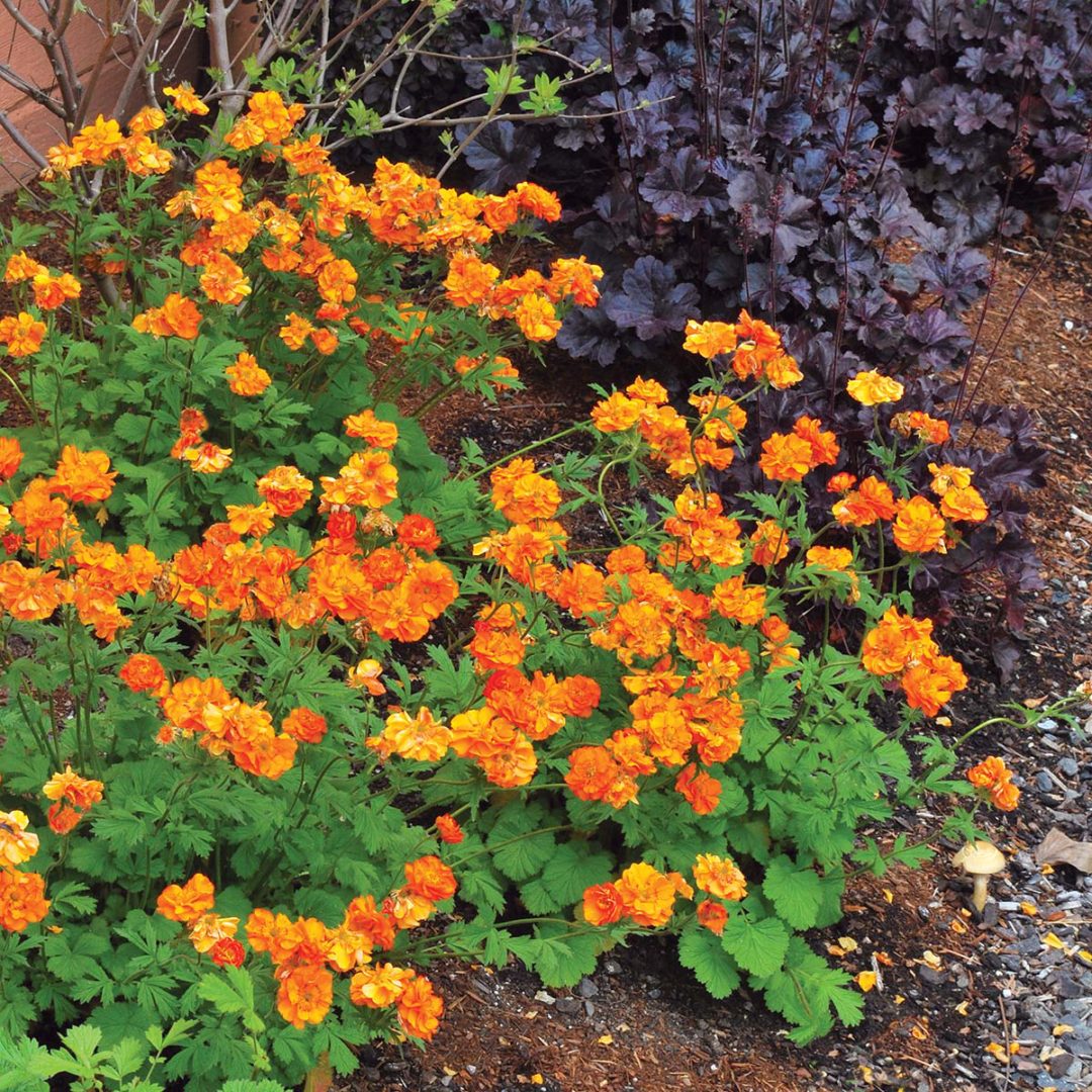 Geum ‘Fire Storm’ | TERRA NOVA® Nurseries, Inc.