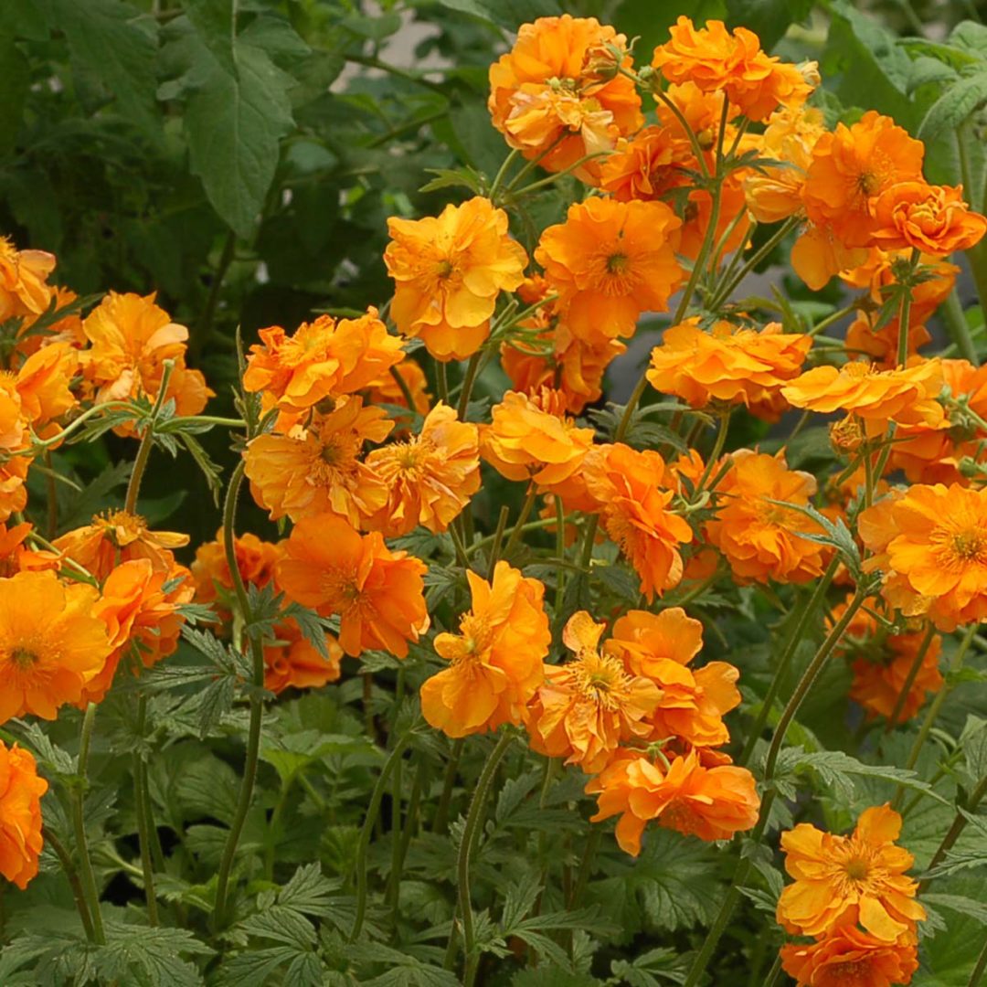 Geum ‘Fire Storm’ | TERRA NOVA® Nurseries, Inc.