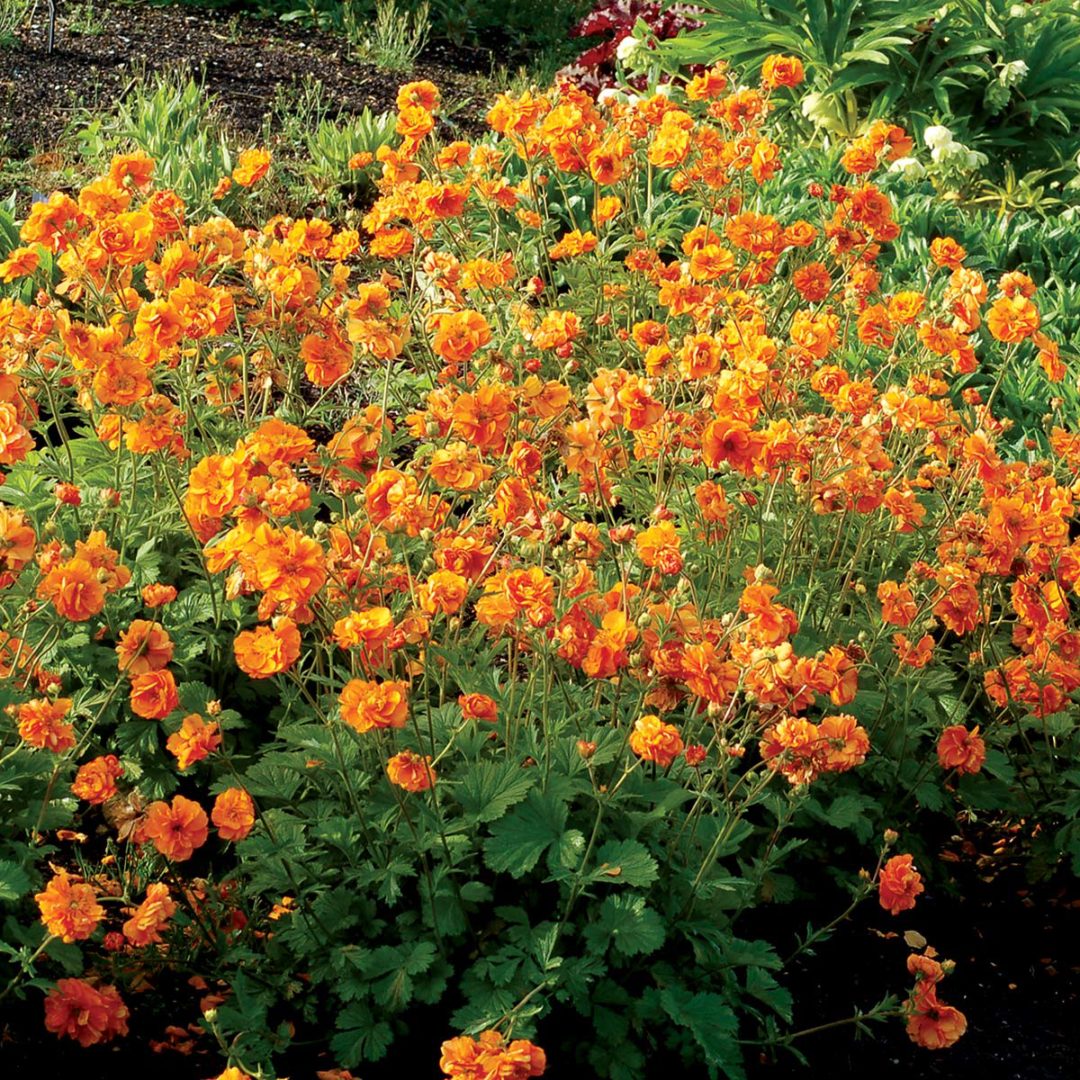 Geum ‘Fire Storm’ | TERRA NOVA® Nurseries, Inc.