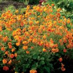 Geum ‘Fire Storm’ | TERRA NOVA® Nurseries, Inc.