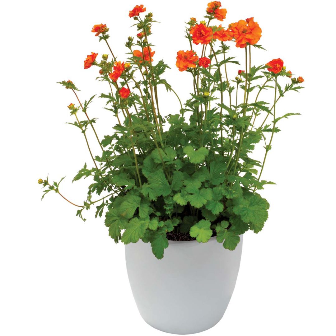 Geum ‘Fire Storm’ | TERRA NOVA® Nurseries, Inc.