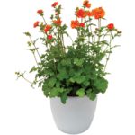 Geum ‘Fire Storm’ | TERRA NOVA® Nurseries, Inc.