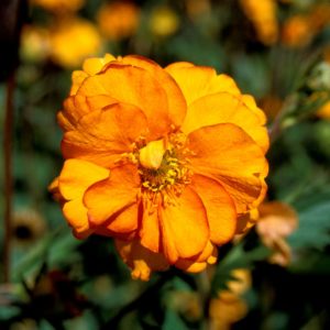 Geum ‘Fireball’ | TERRA NOVA® Nurseries, Inc.