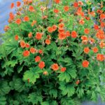 Geum RUSTICO™ ‘Orange’ | TERRA NOVA® Nurseries, Inc.