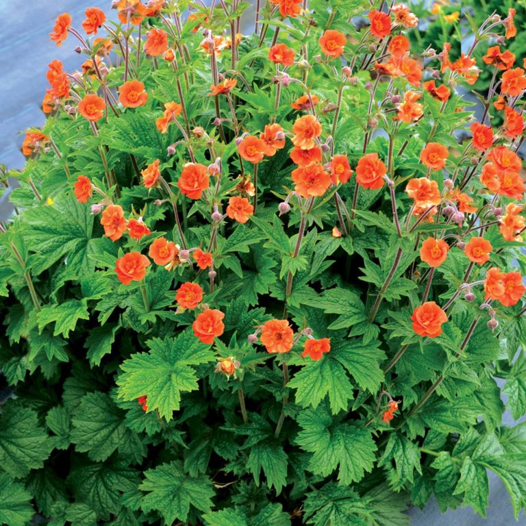 Geum RUSTICO™ ‘Orange’ | TERRA NOVA® Nurseries, Inc.