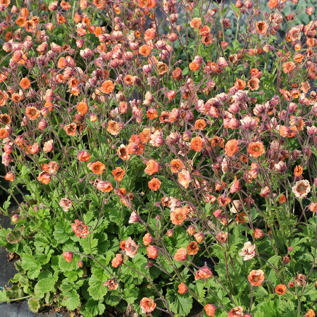Geum TEMPO™ ‘Orange’ | TERRA NOVA® Nurseries, Inc.