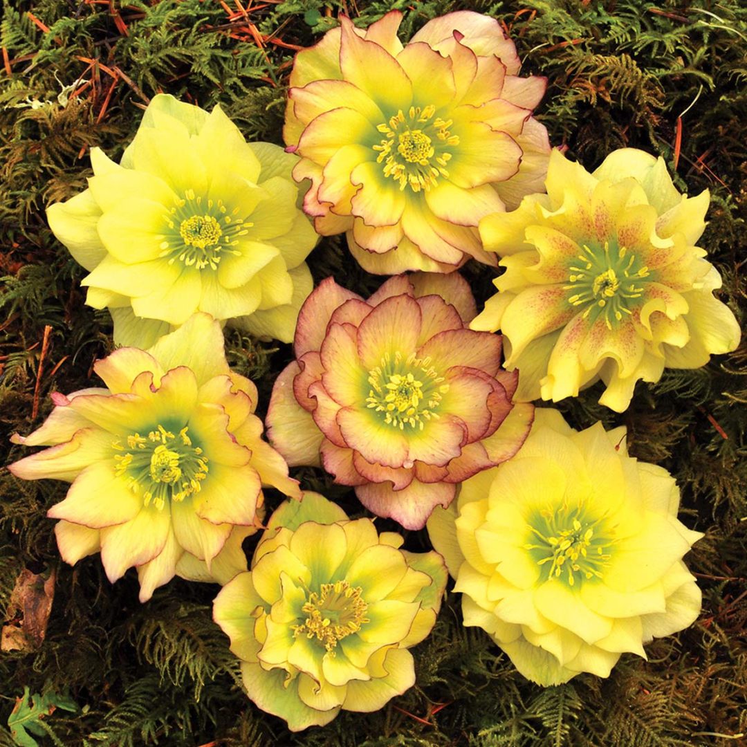 Helleborus WINTER JEWELS™ ‘Golden Lotus’ | TERRA NOVA® Nurseries, Inc.