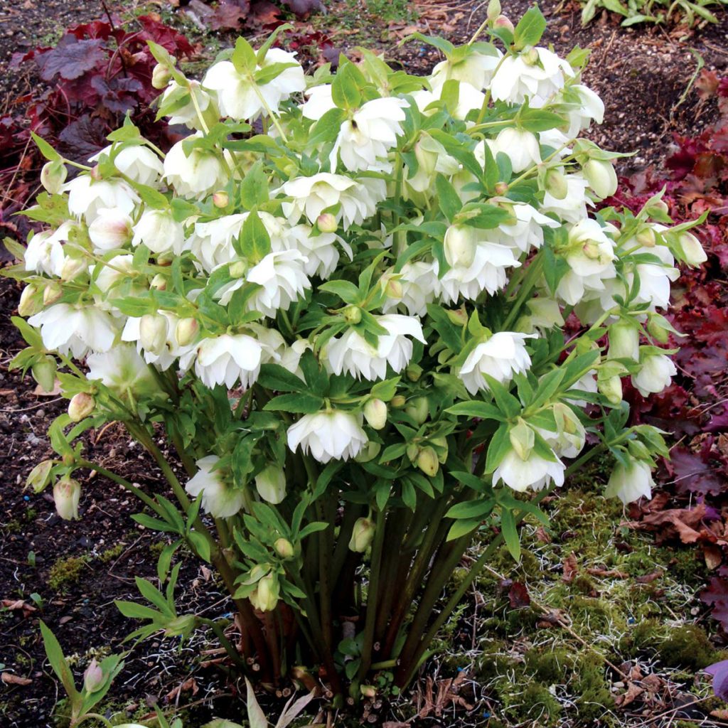 Helleborus WINTER JEWELS™ ‘Sparkling Diamond’ | TERRA NOVA® Nurseries, Inc.