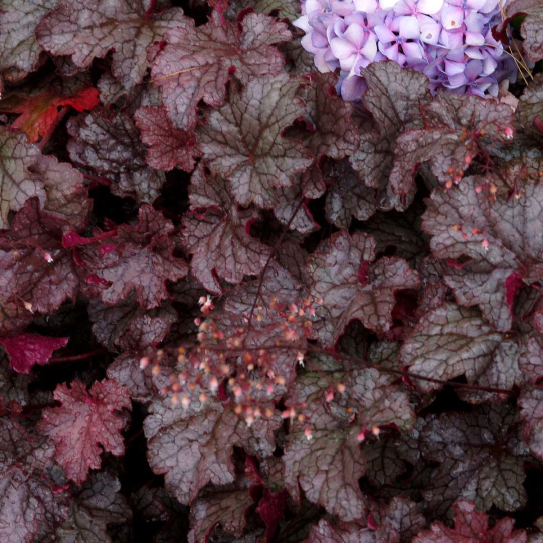 Heuchera ‘Amethyst Myst’ | TERRA NOVA® Nurseries, Inc.