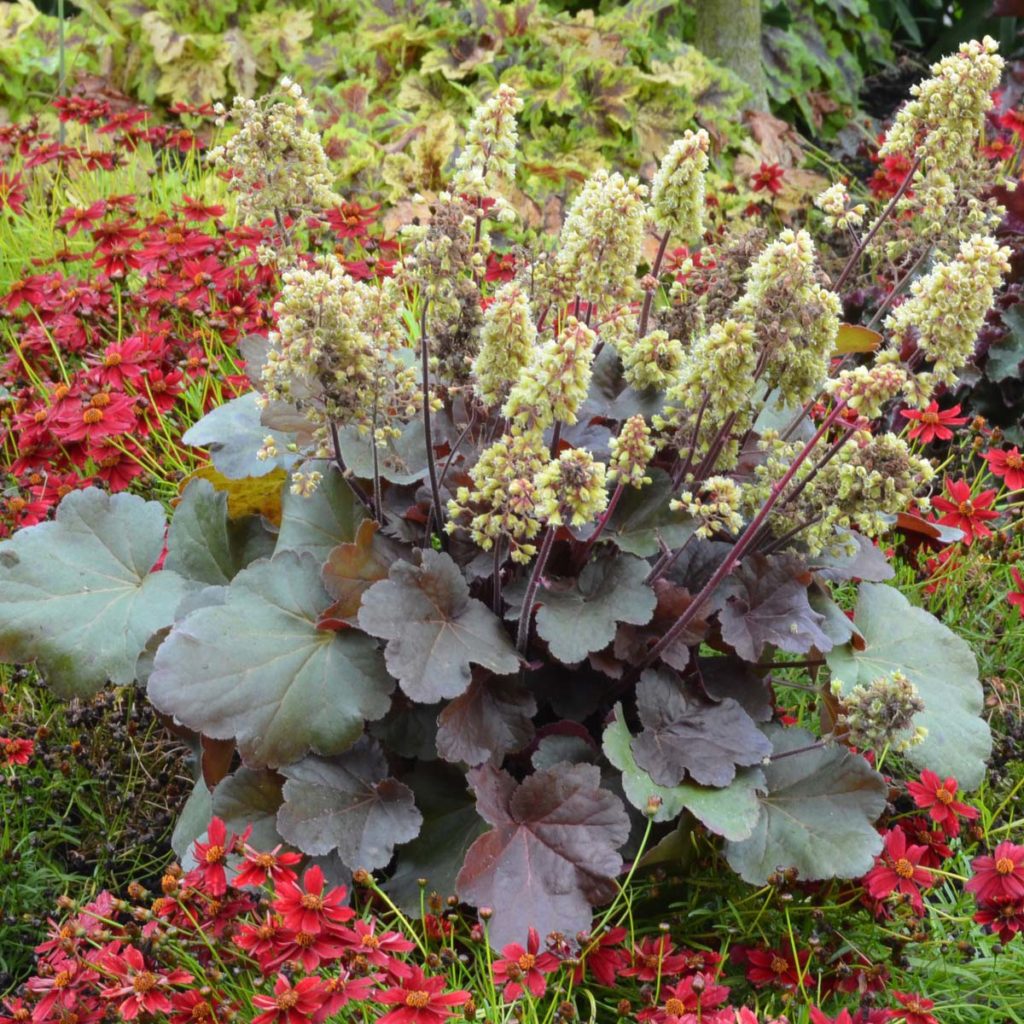 Care Of Heucheras: Heuchère Plante Vivace – QGRMH