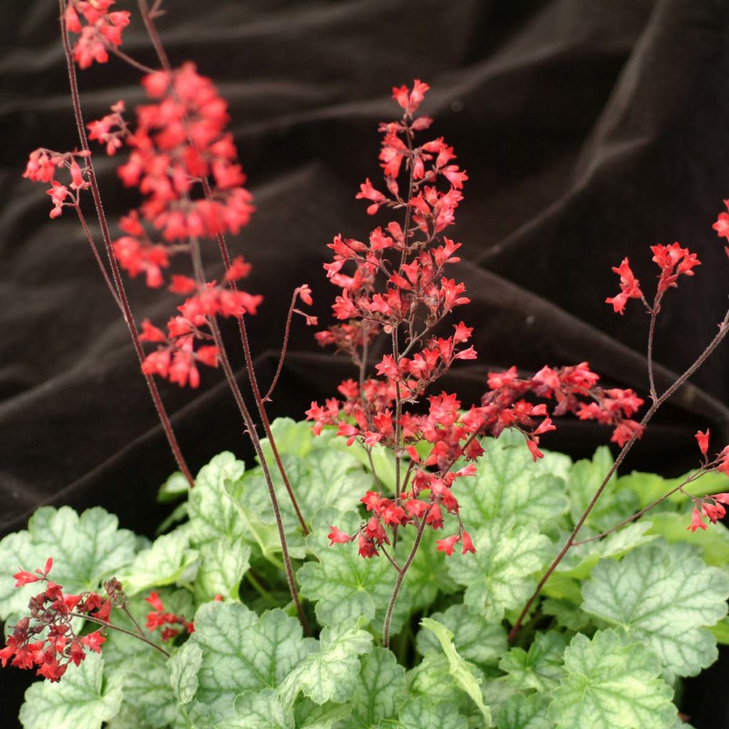 Heuchera ‘Blood Red’ | TERRA NOVA® Nurseries, Inc.