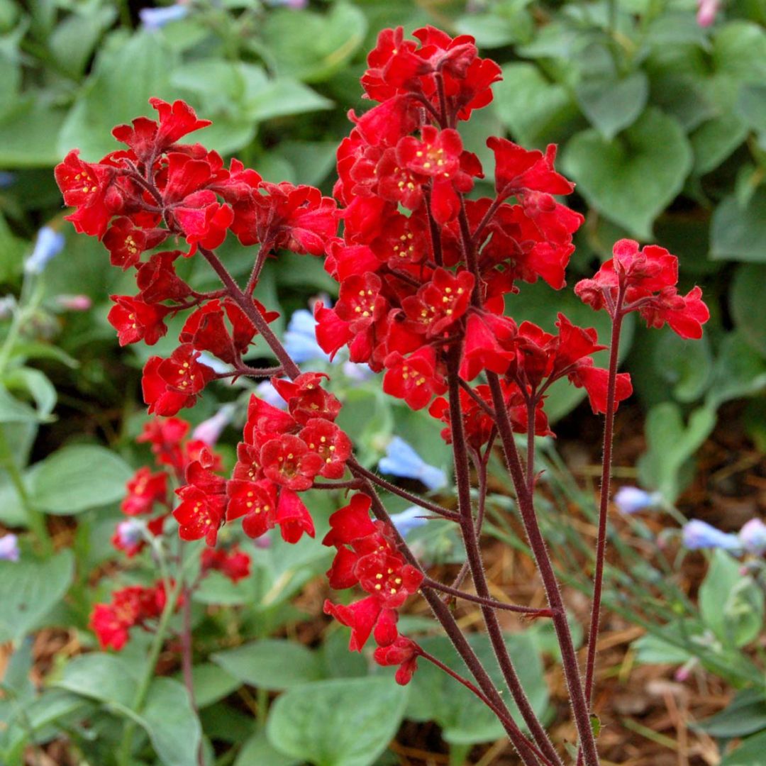 Heuchera ‘Blood Red’ | TERRA NOVA® Nurseries, Inc.