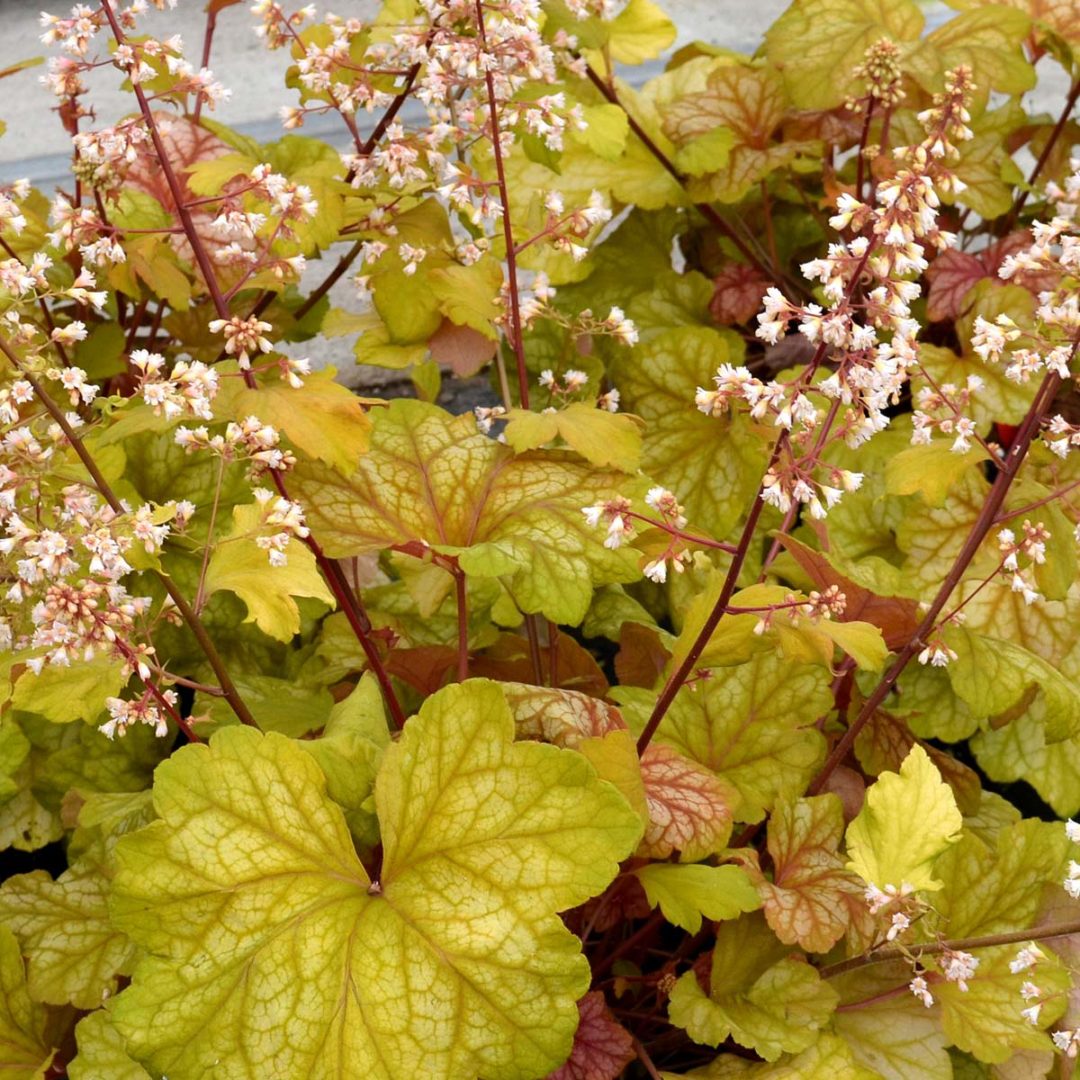 Heuchera | TERRA NOVA® Nurseries, Inc.