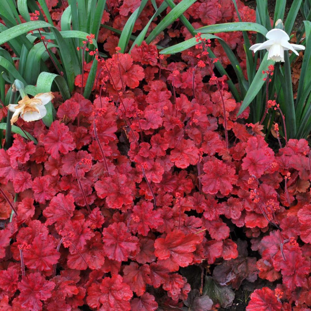 Heuchera ‘Cherry Cola’ | TERRA NOVA® Nurseries, Inc.