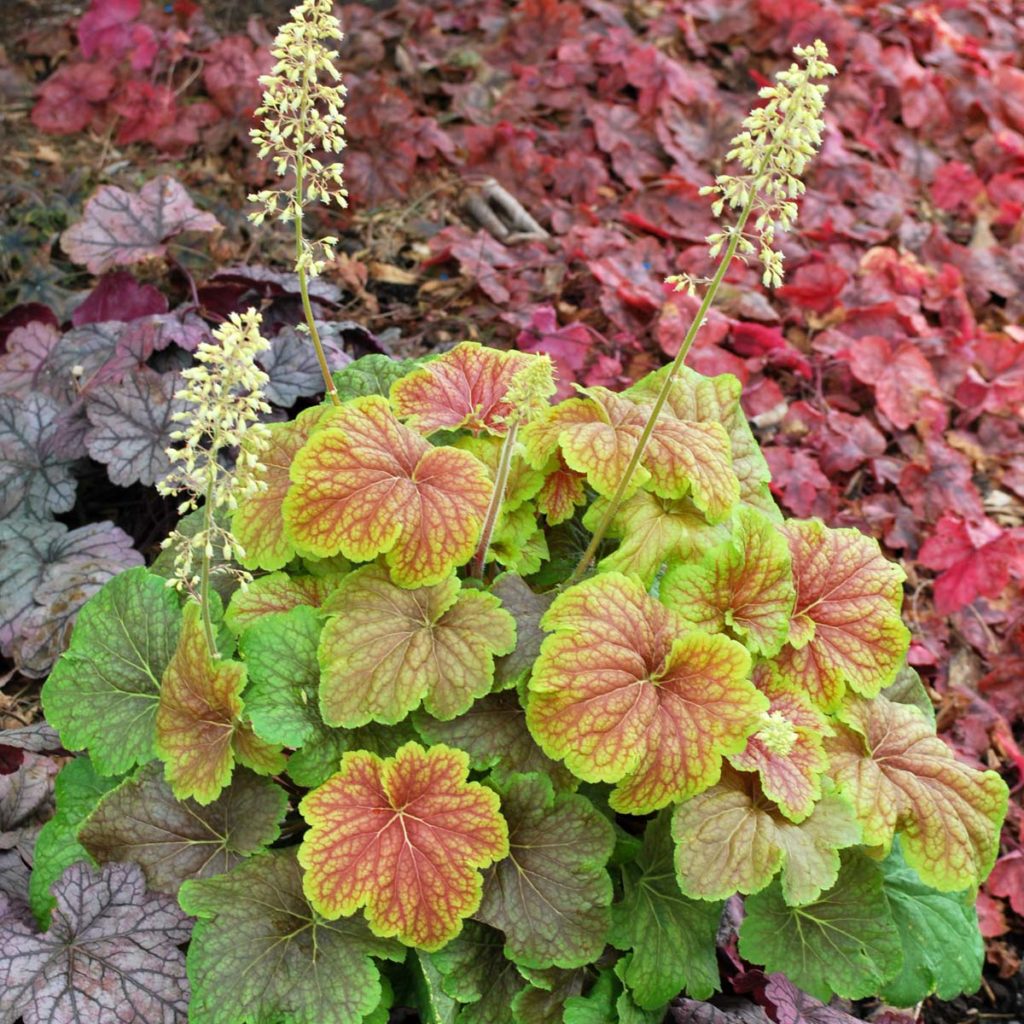 Heuchera | TERRA NOVA® Nurseries, Inc.