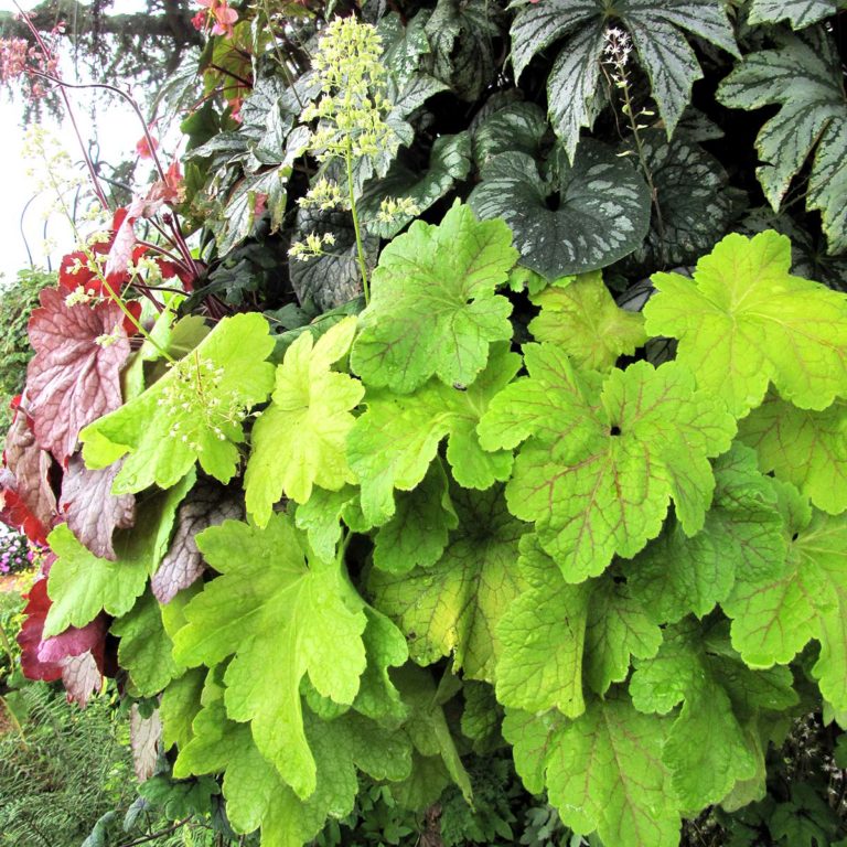 Heuchera ‘Electric Lime’ | TERRA NOVA® Nurseries, Inc.