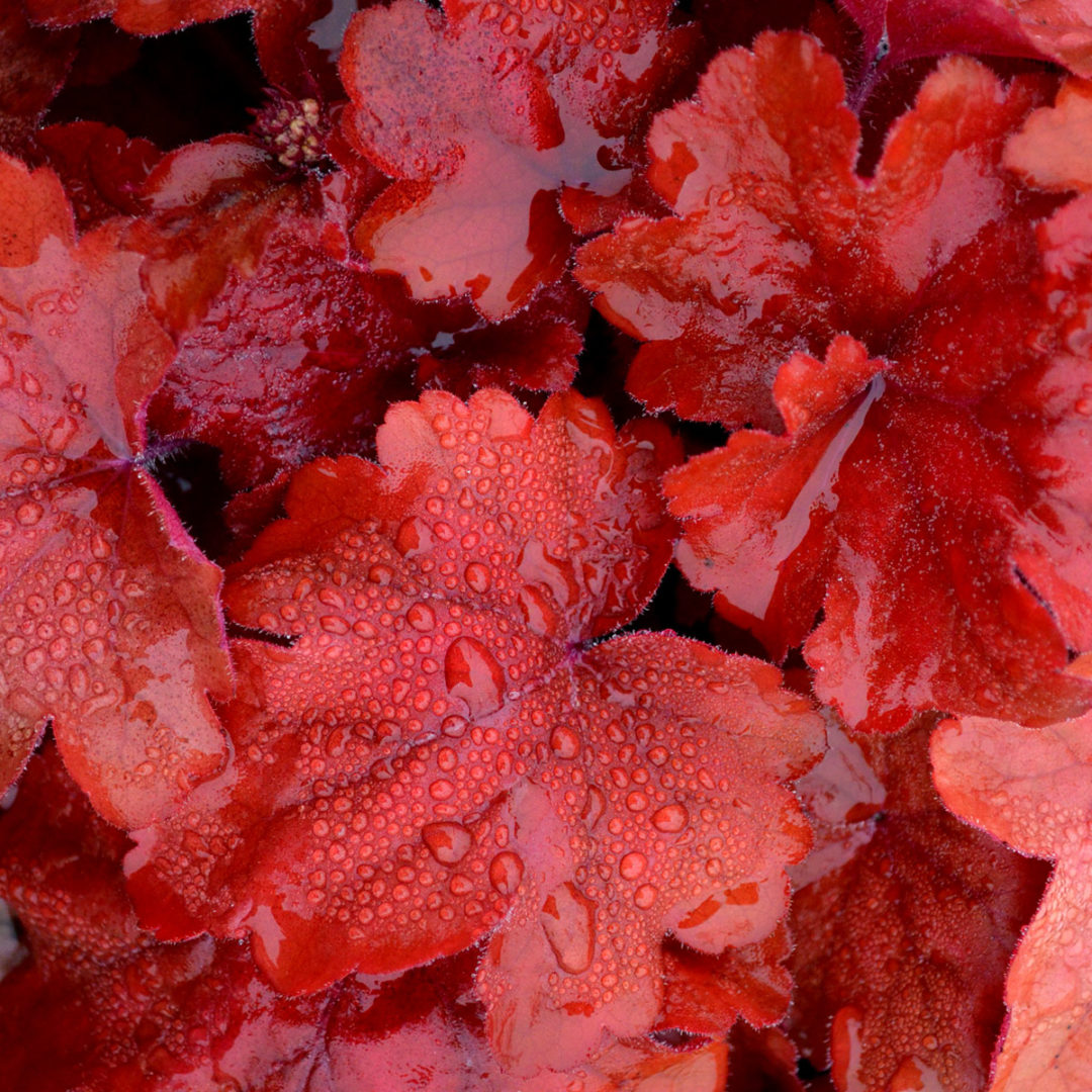 Heuchera ‘Fire Alarm’ | TERRA NOVA® Nurseries, Inc.