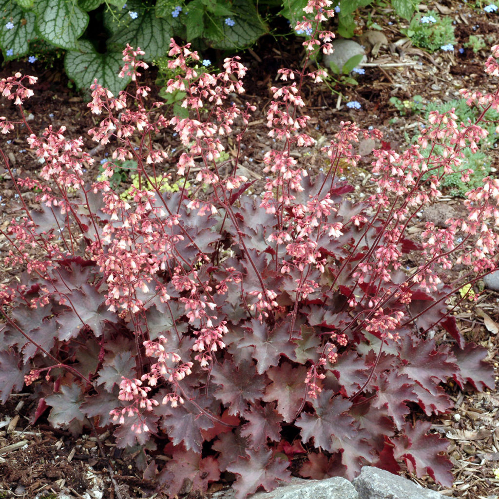 Heuchera ‘Fireworks’ | TERRA NOVA® Nurseries, Inc.