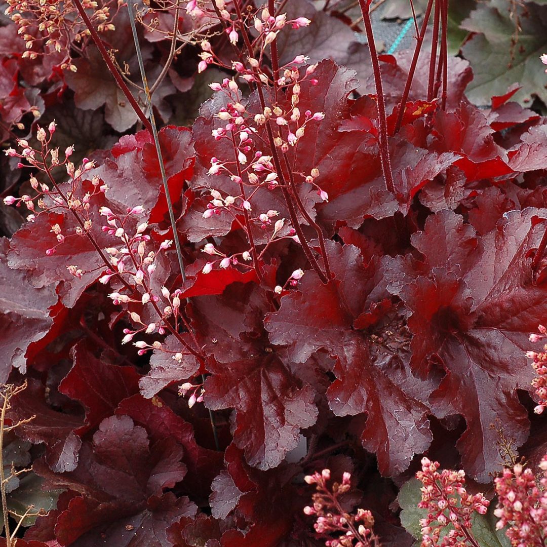Heuchera FOREVER® ‘Red’ | TERRA NOVA® Nurseries, Inc.