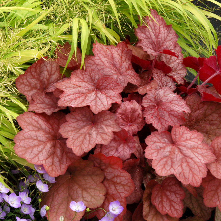 Heuchera ‘Georgia Peach’ | TERRA NOVA® Nurseries, Inc.