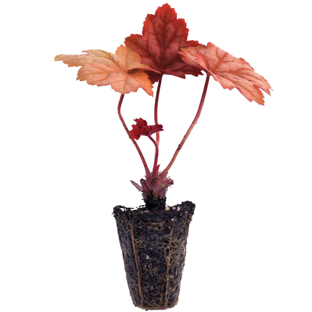 Heuchera ‘Georgia Peach’ | TERRA NOVA® Nurseries, Inc.