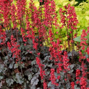 Heuchera CITY™ Collection | TERRA NOVA® Nurseries, Inc.