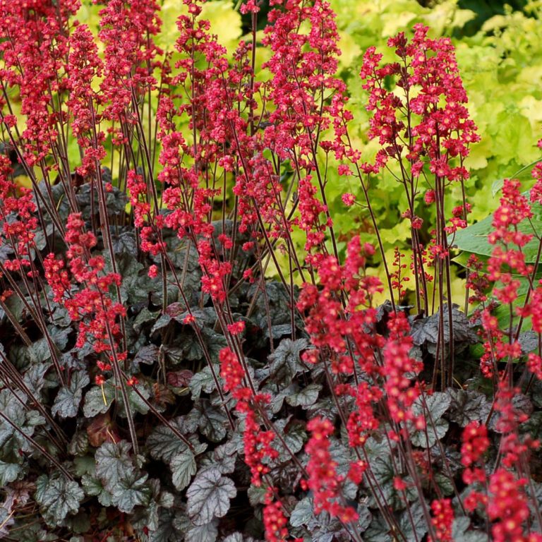 Heuchera CITY™ Collection | TERRA NOVA® Nurseries, Inc.