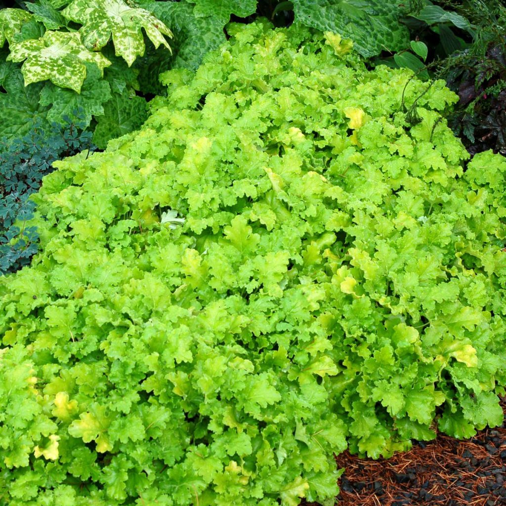 Heuchera ‘Lime Rickey’ | TERRA NOVA® Nurseries, Inc.