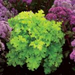 Heuchera ‘Lime Ruffles’ | TERRA NOVA® Nurseries, Inc.