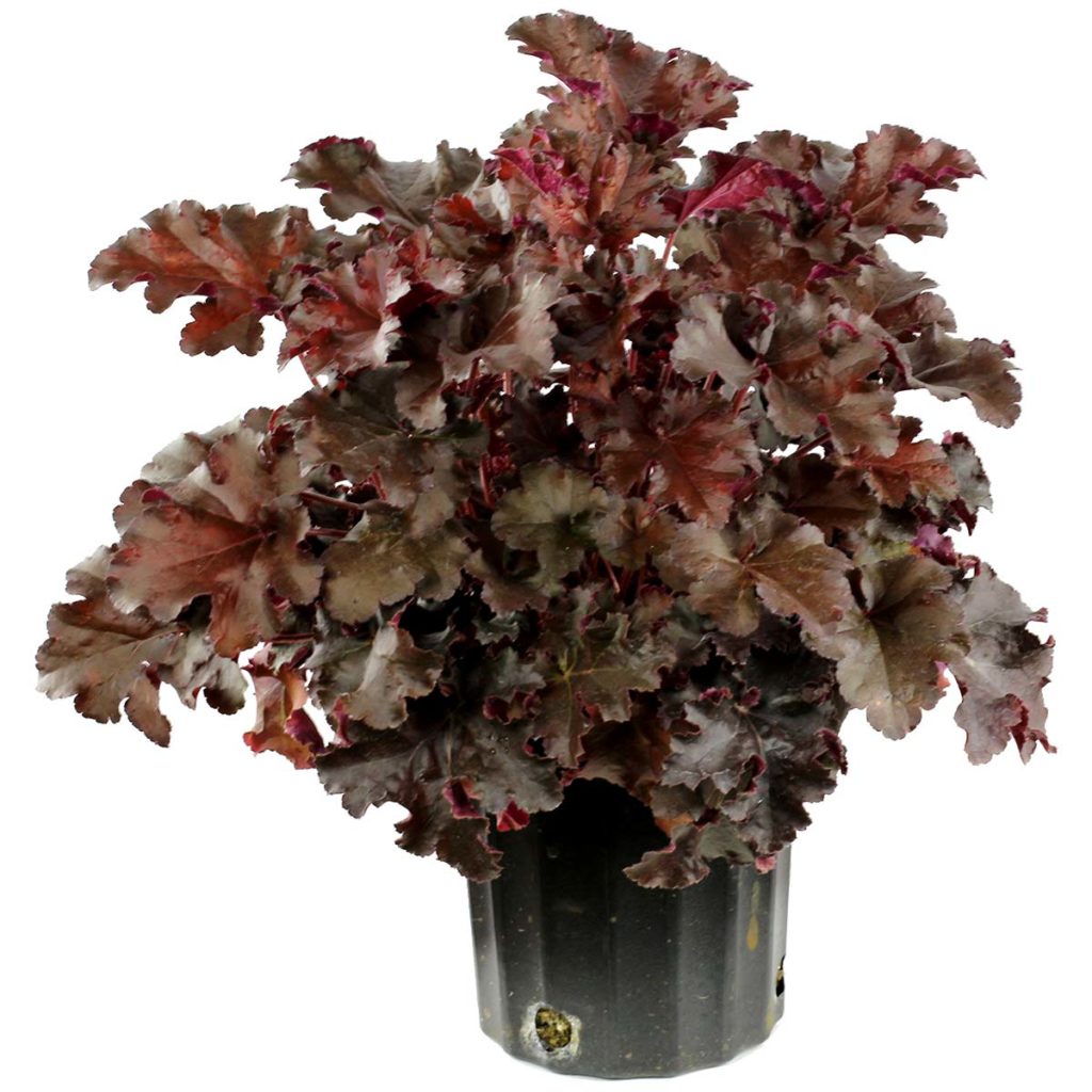 Heuchera ‘Midnight Ruffles’ | TERRA NOVA® Nurseries, Inc.
