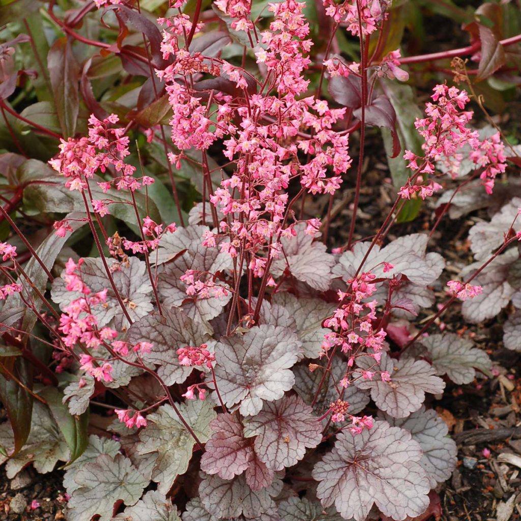 Heuchera ‘Milan’ | TERRA NOVA® Nurseries, Inc.