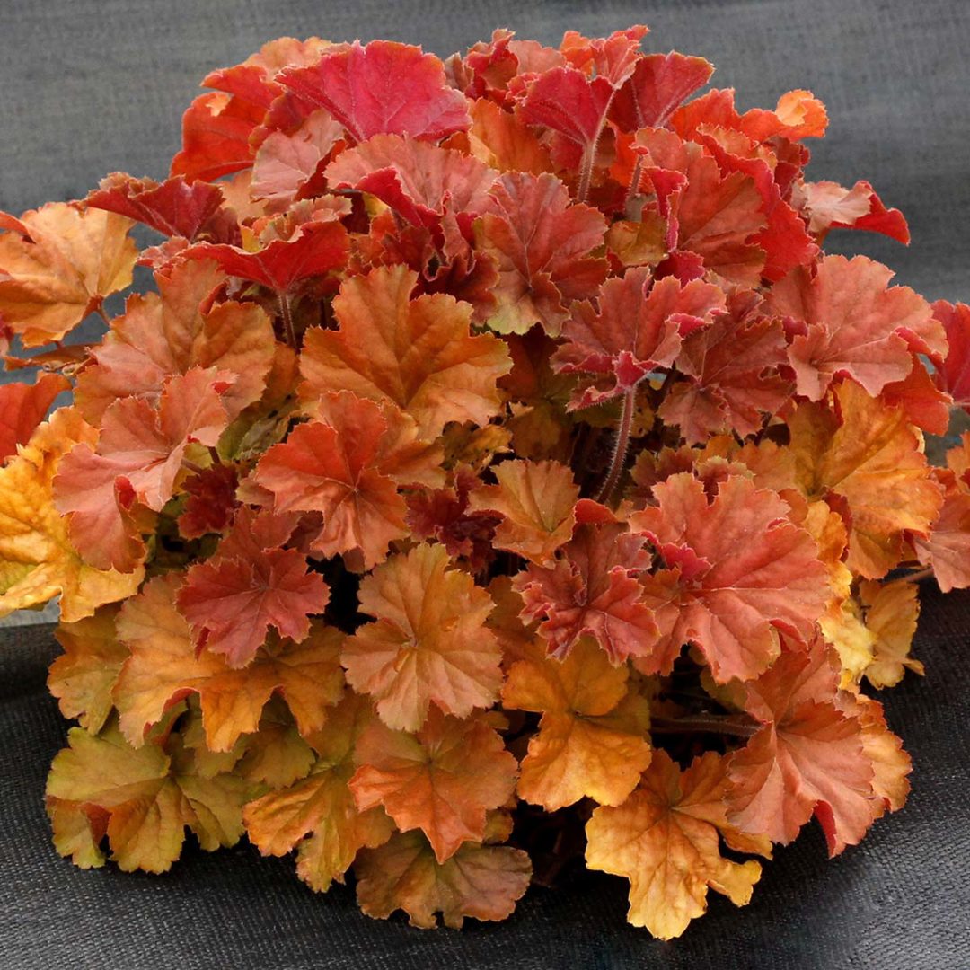 Heuchera NORTHERN EXPOSURE™ ‘Amber’ | TERRA NOVA® Nurseries, Inc.