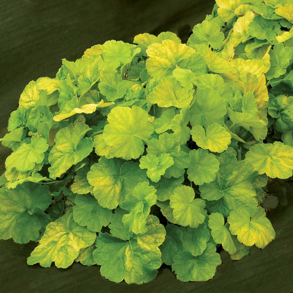 Heuchera NORTHERN EXPOSURE™ ‘Lime’ | TERRA NOVA® Nurseries, Inc.