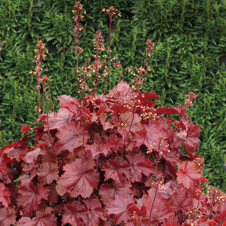 Heuchera NORTHERN EXPOSURE™ ‘Red’ | TERRA NOVA® Nurseries, Inc.