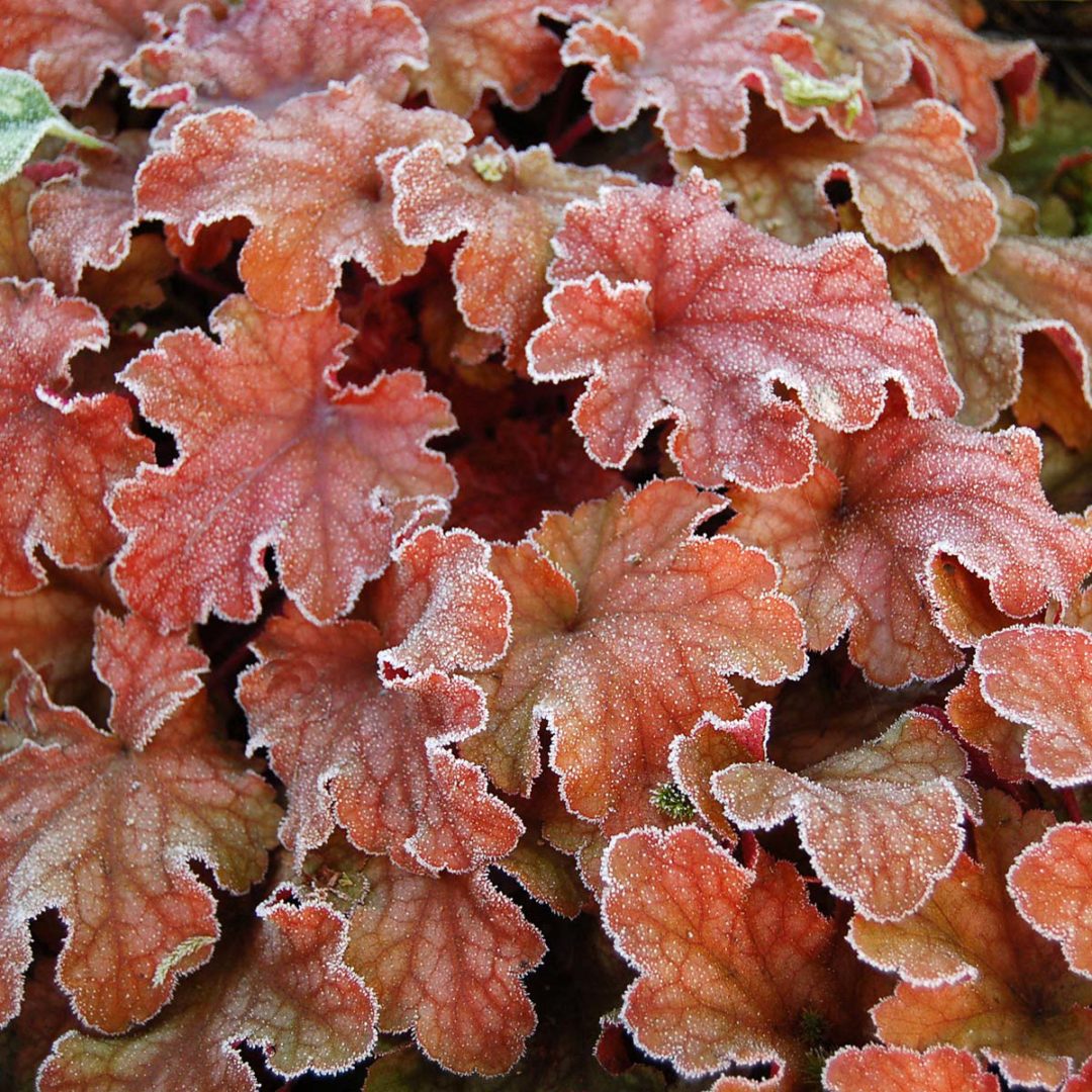Heuchera ‘Peach Flambé’ | TERRA NOVA® Nurseries, Inc.