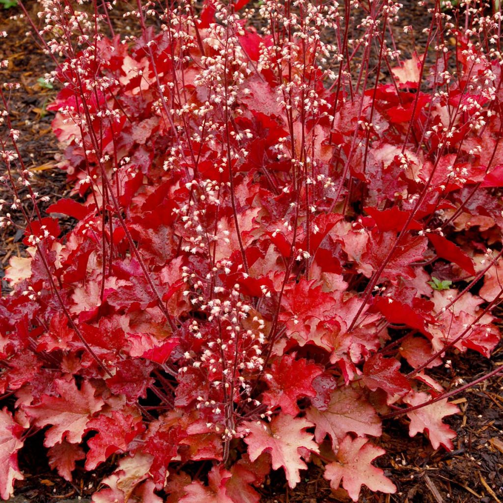 Heuchera ‘Peach Flambé’ | TERRA NOVA® Nurseries, Inc.