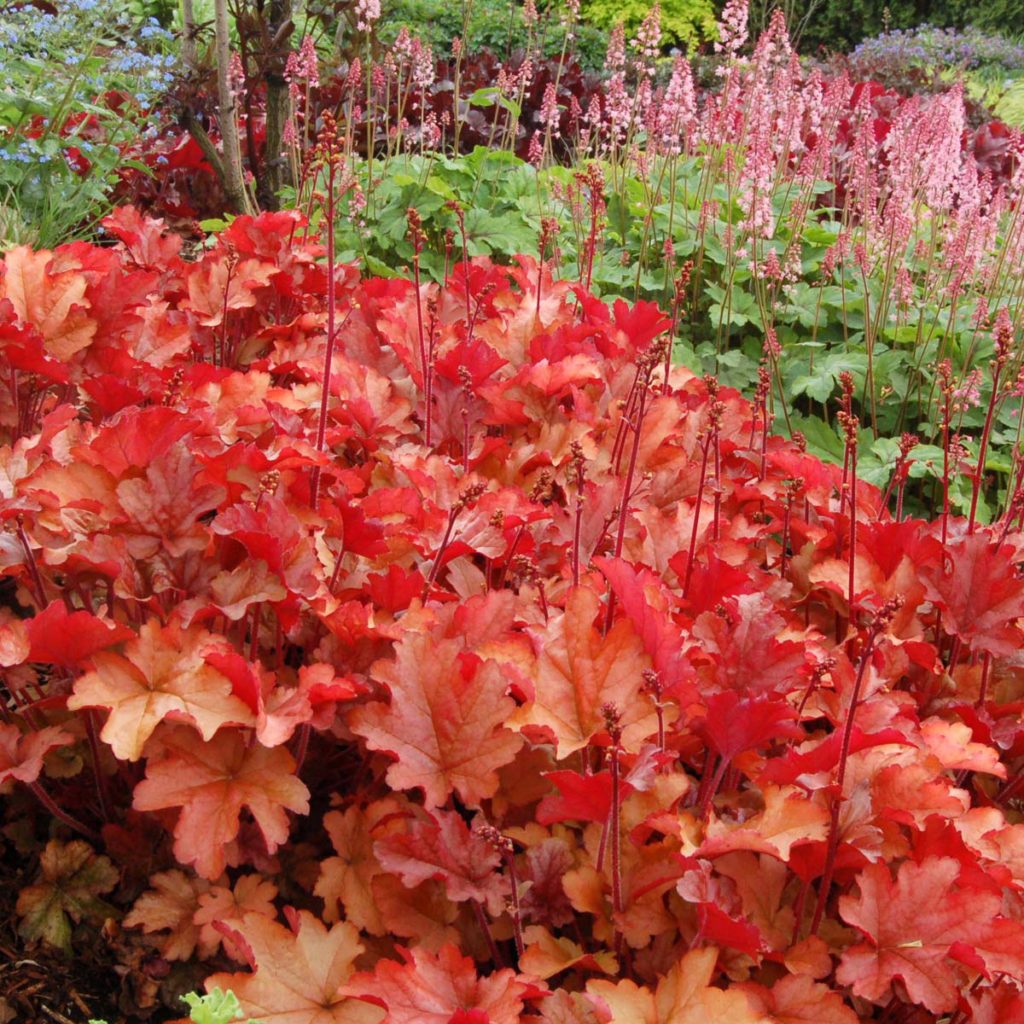 Heuchera ‘Peach Flambé’ | TERRA NOVA® Nurseries, Inc.