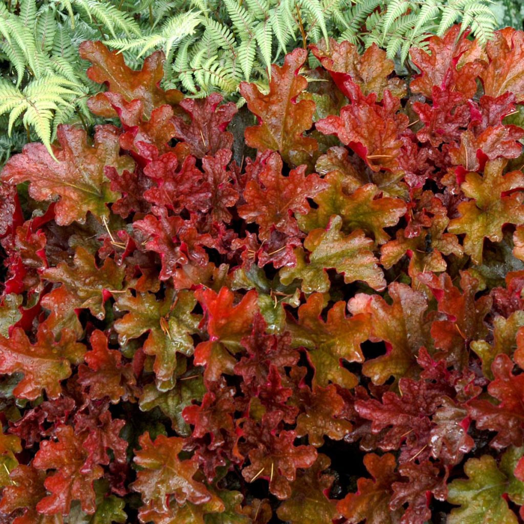 Heuchera ‘Peach Flambé’ | TERRA NOVA® Nurseries, Inc.