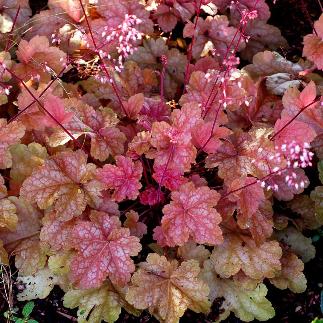 Heuchera ‘Peach Melba’ | TERRA NOVA® Nurseries, Inc.
