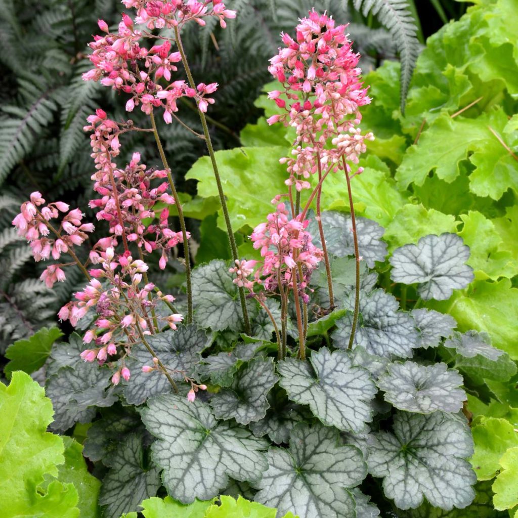 Heuchera LITTLE CUTIES™ ‘Peppermint’ | TERRA NOVA® Nurseries, Inc.