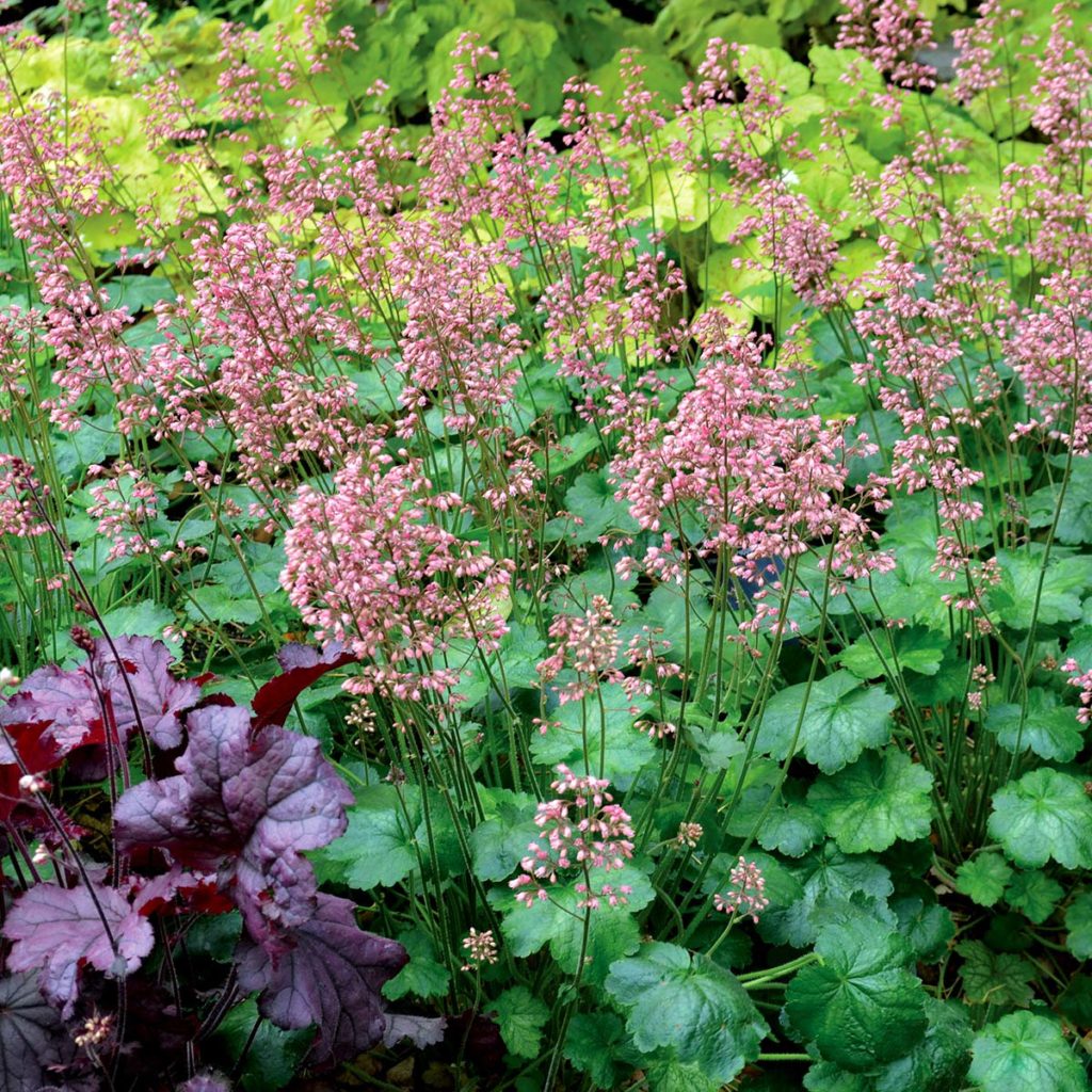 Heuchera LITTLE CUTIES™ ‘Peppermint’ | TERRA NOVA® Nurseries, Inc.