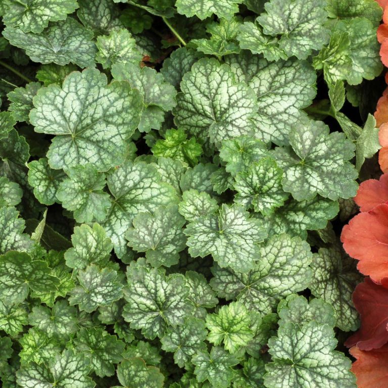 Heuchera LITTLE CUTIES™ ‘Peppermint’ | TERRA NOVA® Nurseries, Inc.