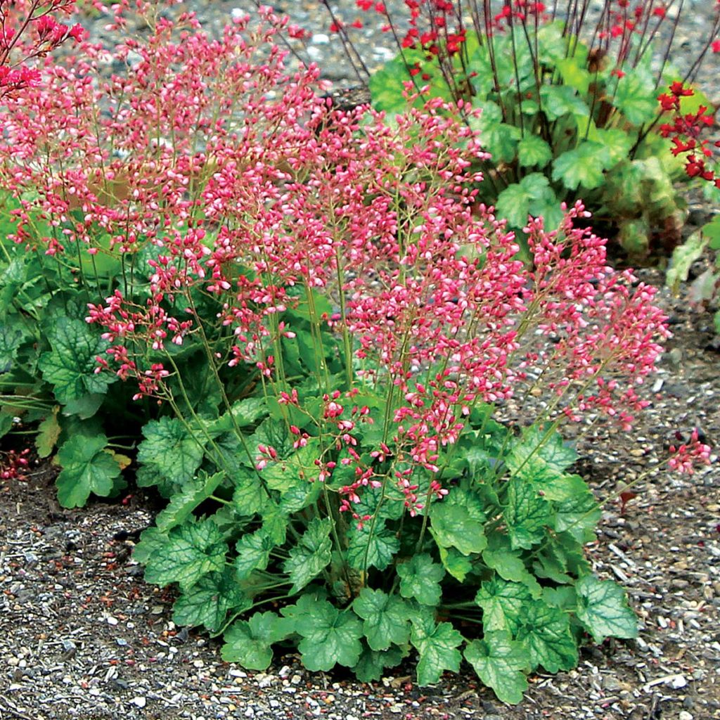 Heuchera LITTLE CUTIES™ ‘Peppermint’ | TERRA NOVA® Nurseries, Inc.