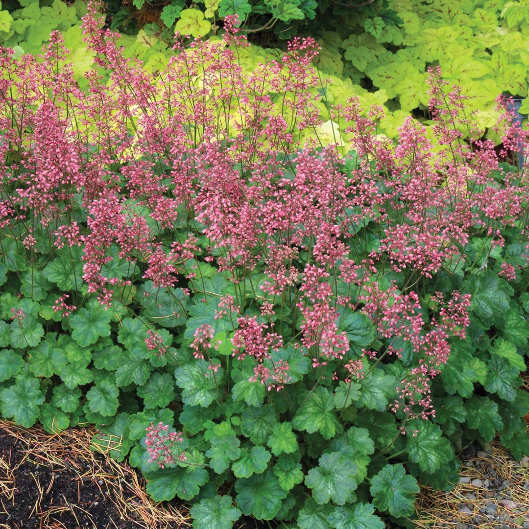 Heuchera LITTLE CUTIES™ ‘Peppermint’ | TERRA NOVA® Nurseries, Inc.