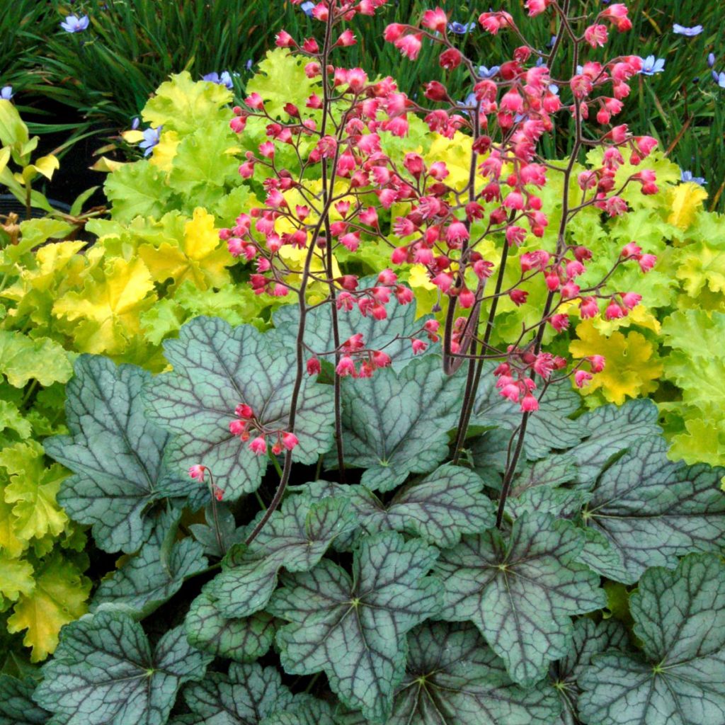 Heuchera ‘Peppermint Spice’ | TERRA NOVA® Nurseries, Inc.