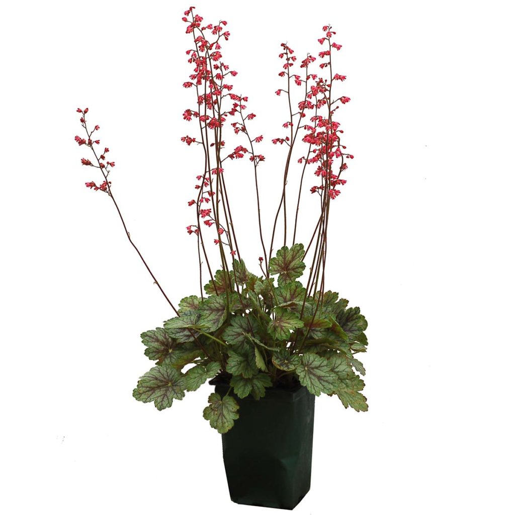 Heuchera ‘Peppermint Spice’ | TERRA NOVA® Nurseries, Inc.