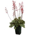Heuchera ‘Peppermint Spice’ | TERRA NOVA® Nurseries, Inc.