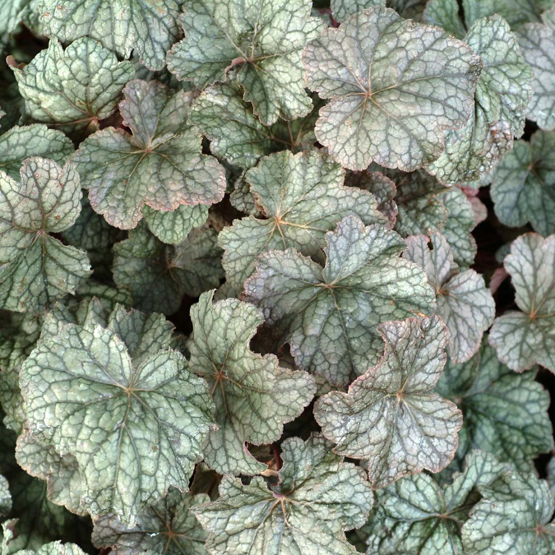 Heuchera ‘Pewter Veil’ | TERRA NOVA® Nurseries, Inc.