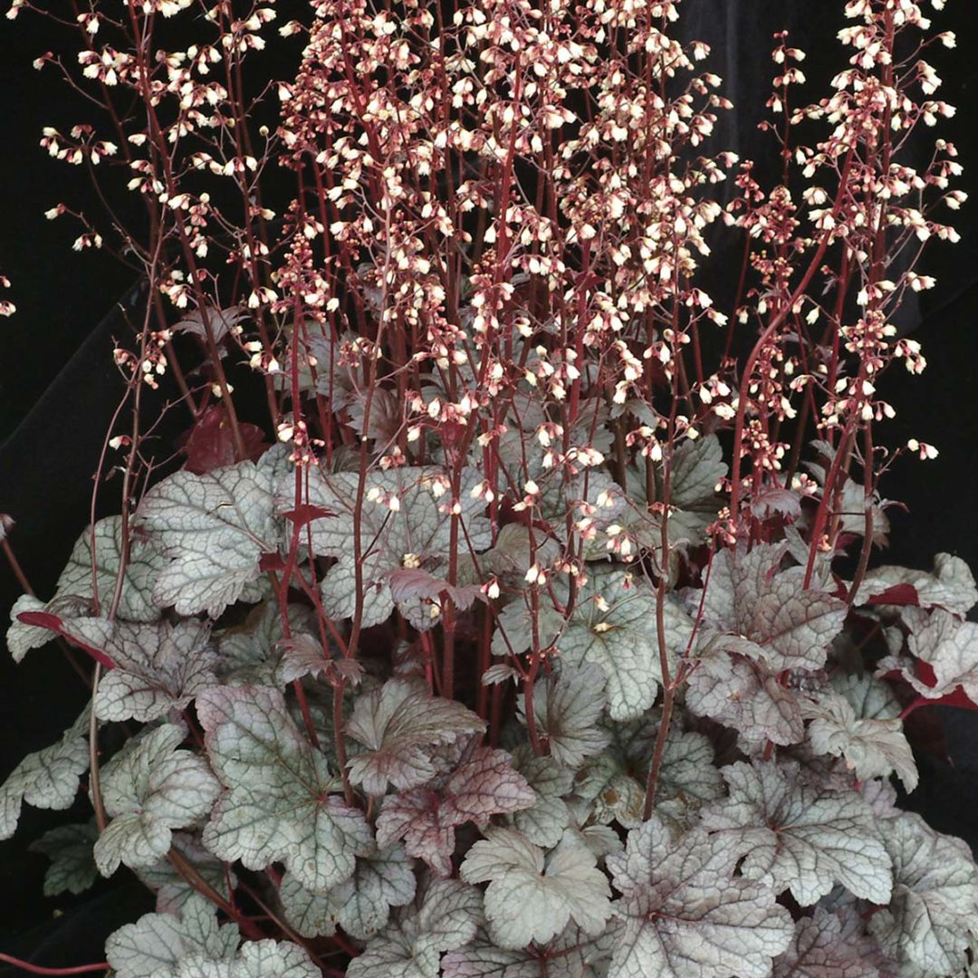 Heuchera ‘Pewter Veil’ | TERRA NOVA® Nurseries, Inc.